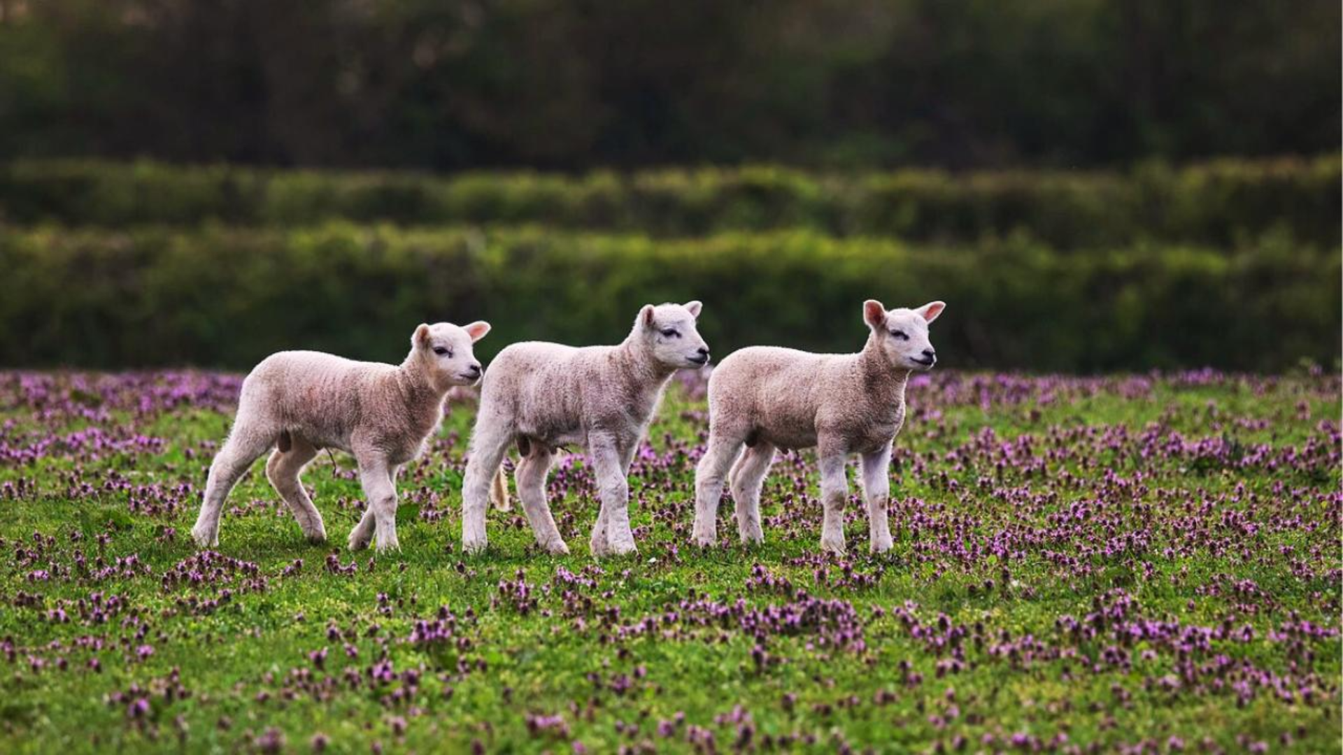 Faith on the farm | Baptist New Zealand